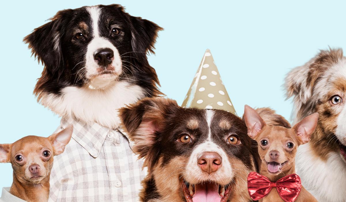 Why It Matters if Your Dog Likes Their Food – CATTER MEAT LLC